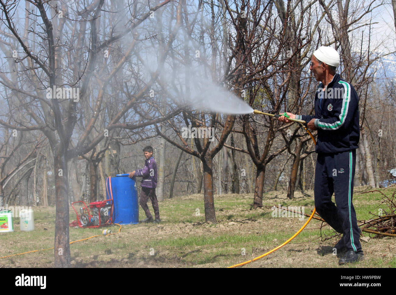 Kashmiri farmers sprays pesticides on apple trees in an apple orchard ...