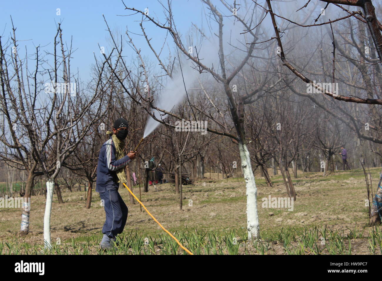 Kashmiri farmers sprays pesticides on apple trees in an apple orchard ...