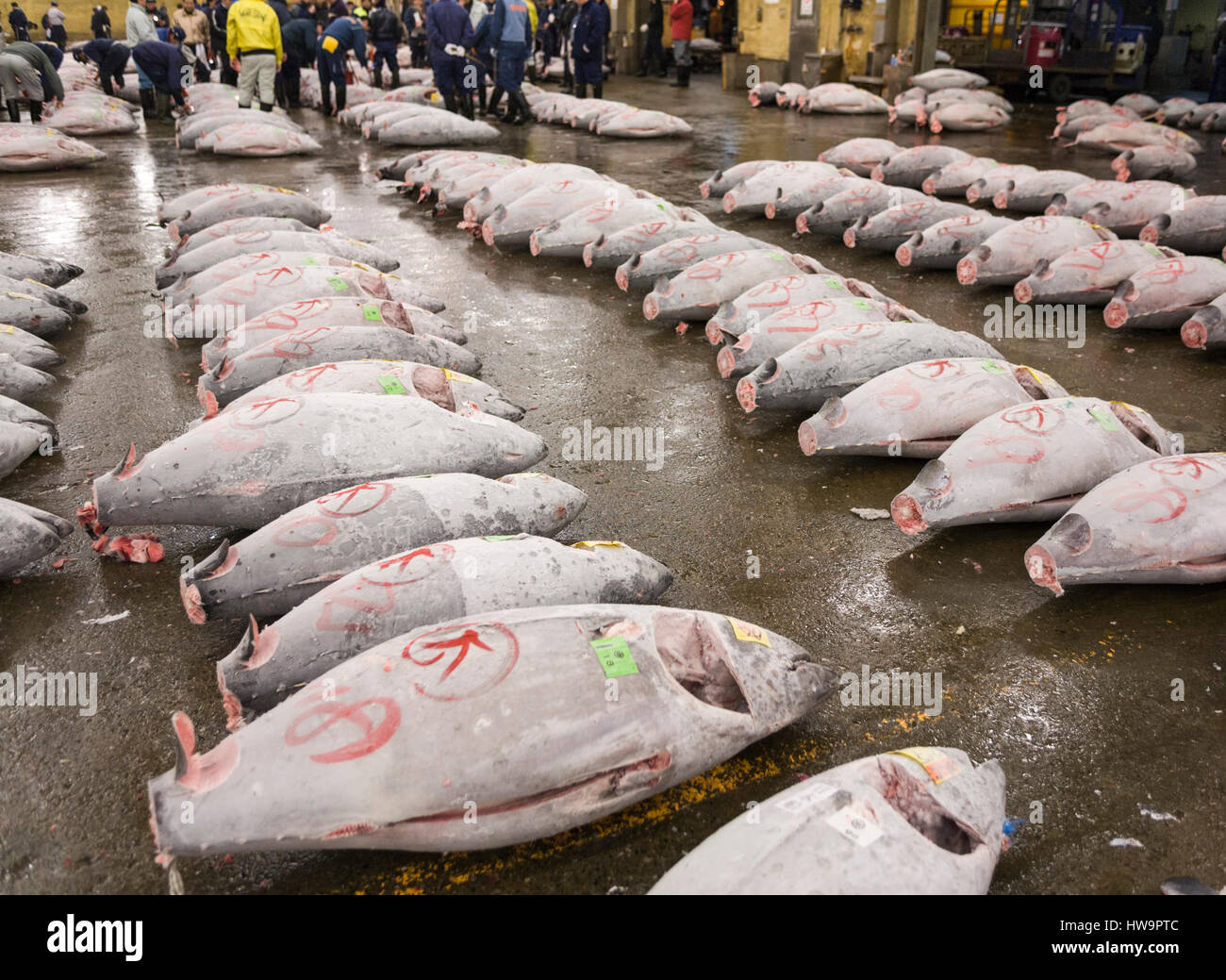 Early morning tuna auction, Tsukiji Fish Market, Tokyo, Japan Stock ...