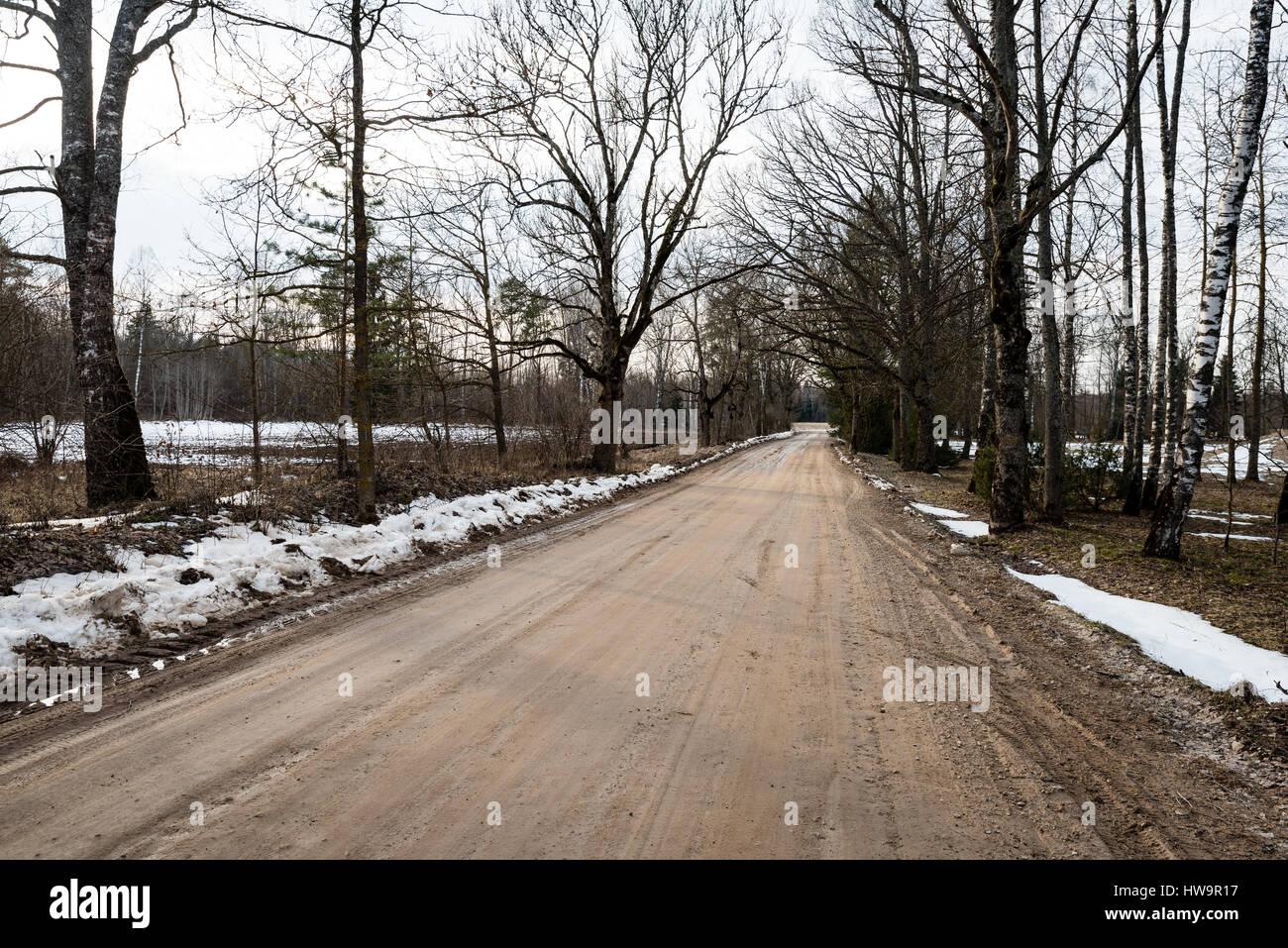 bad shaped country road in perspective in summer forest with trees and ...