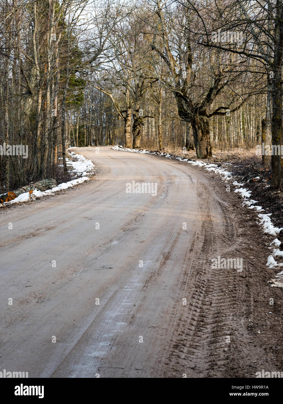 bad shaped country road in perspective in summer forest with trees and ...