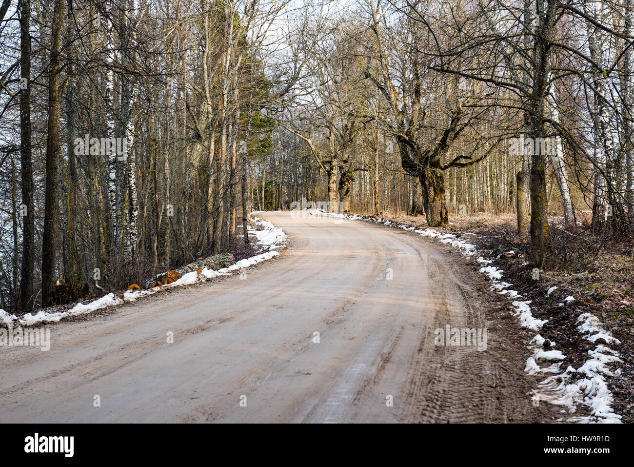 bad shaped country road in perspective in summer forest with trees and ...