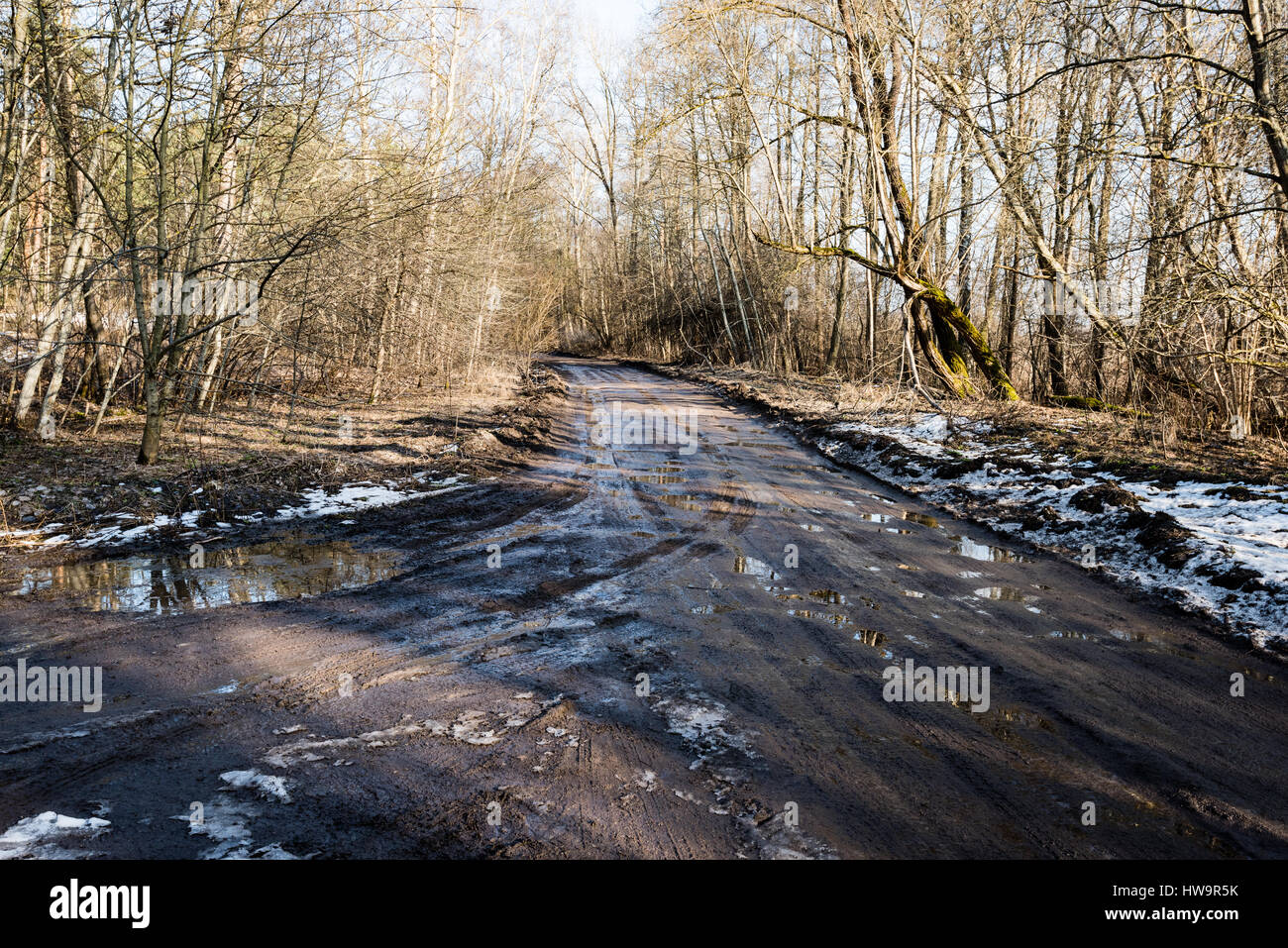 bad shaped country road in perspective in summer forest with trees and ...