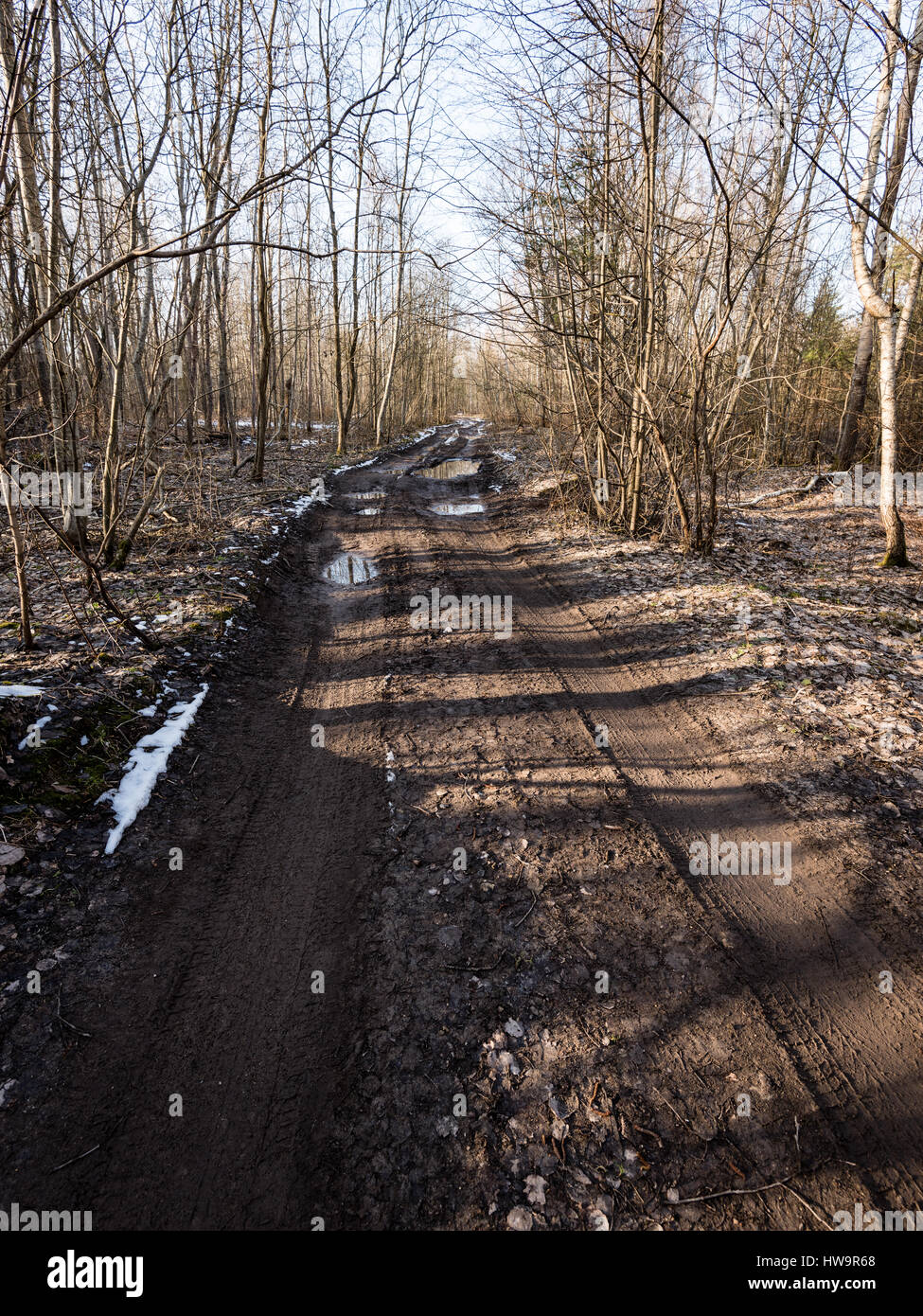 bad shaped country road in perspective in summer forest with trees and ...