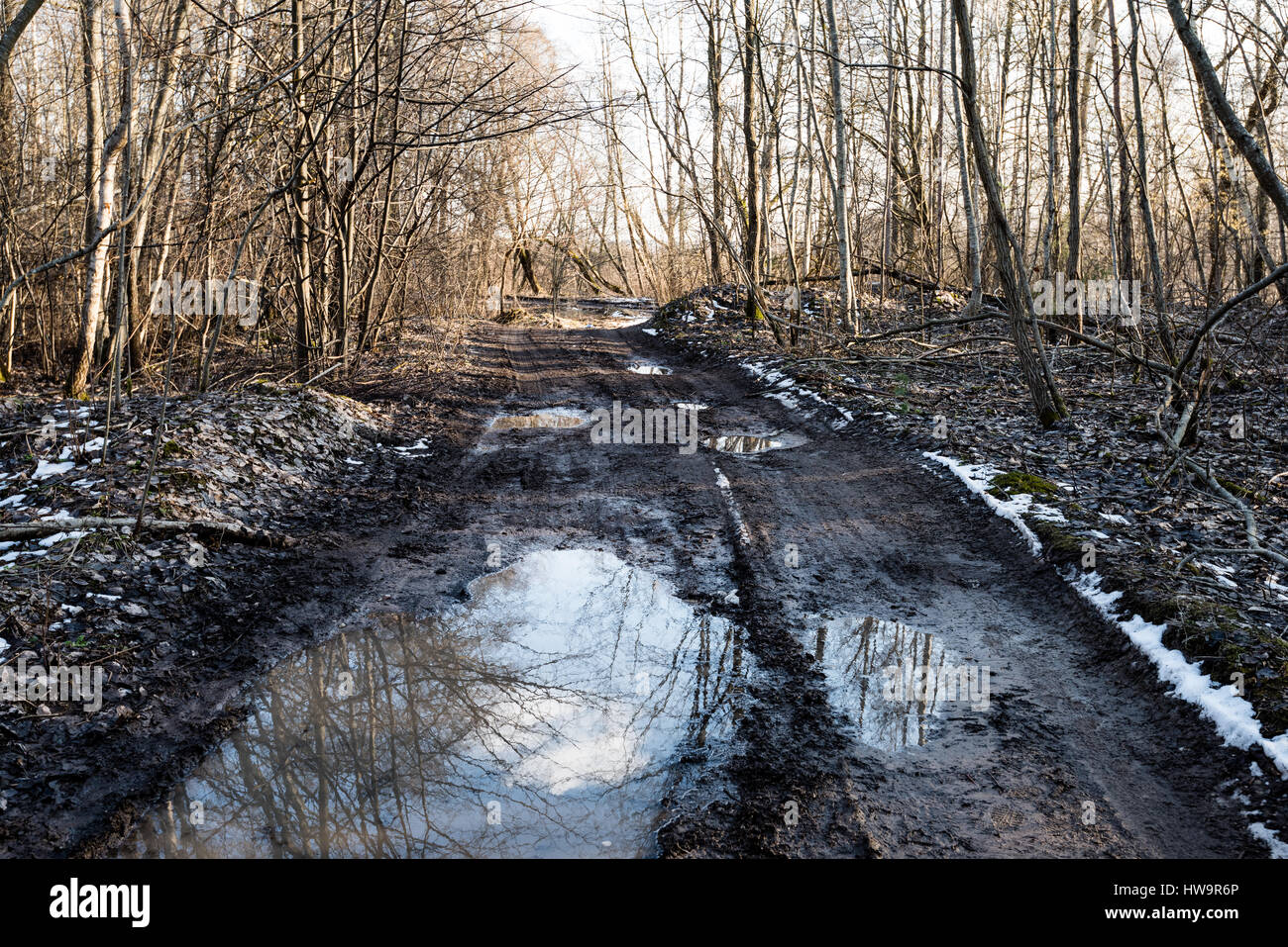 bad shaped country road in perspective in summer forest with trees and ...