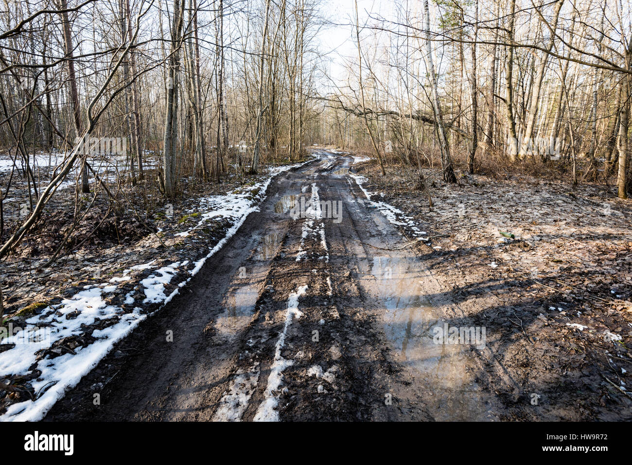 bad shaped country road in perspective in summer forest with trees and ...