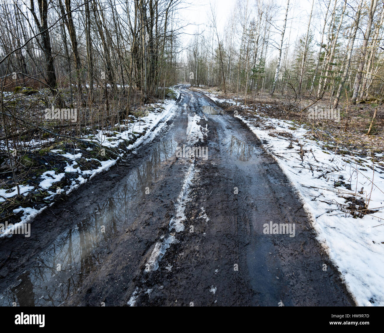bad shaped country road in perspective in summer forest with trees and ...
