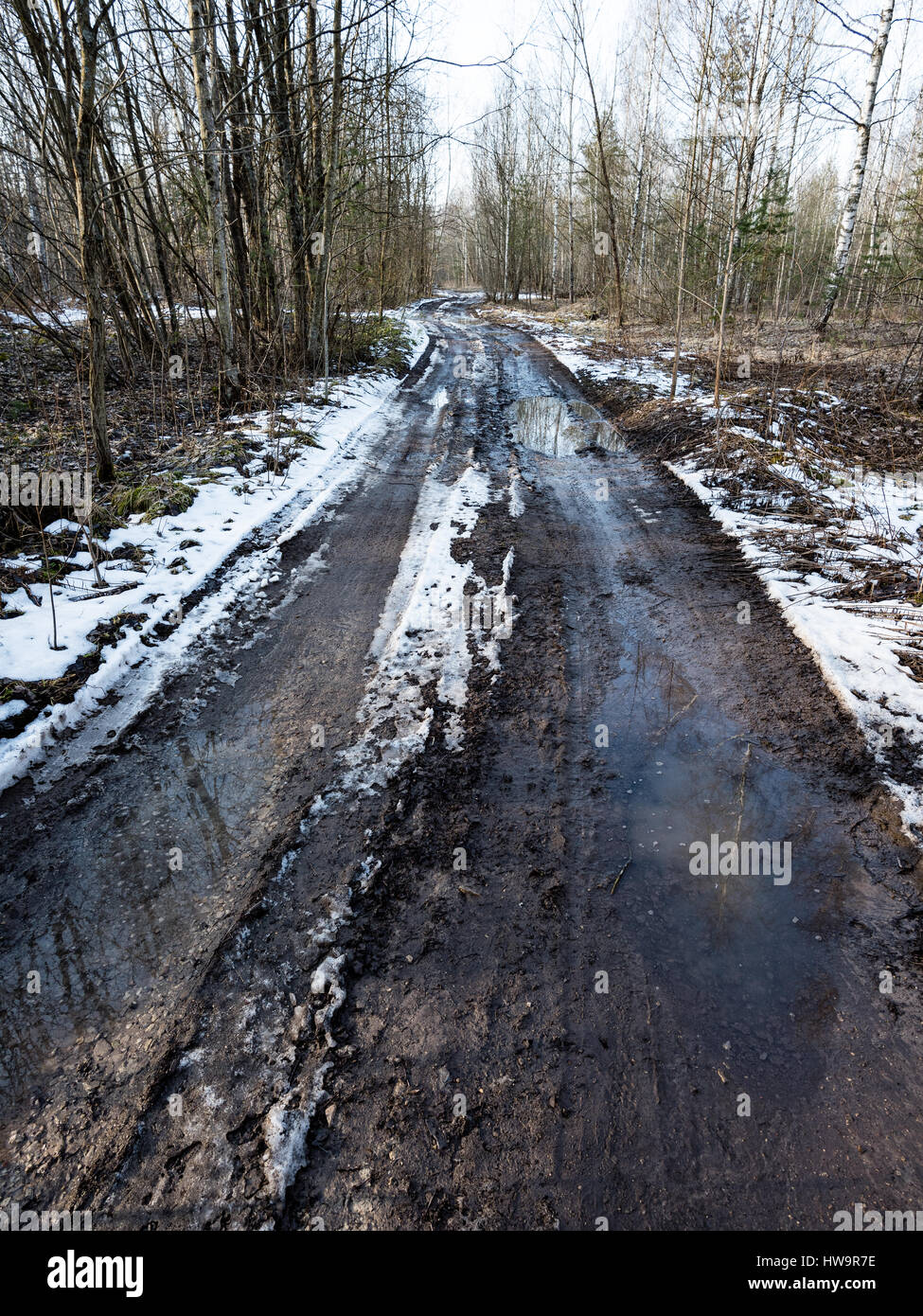 bad shaped country road in perspective in summer forest with trees and ...