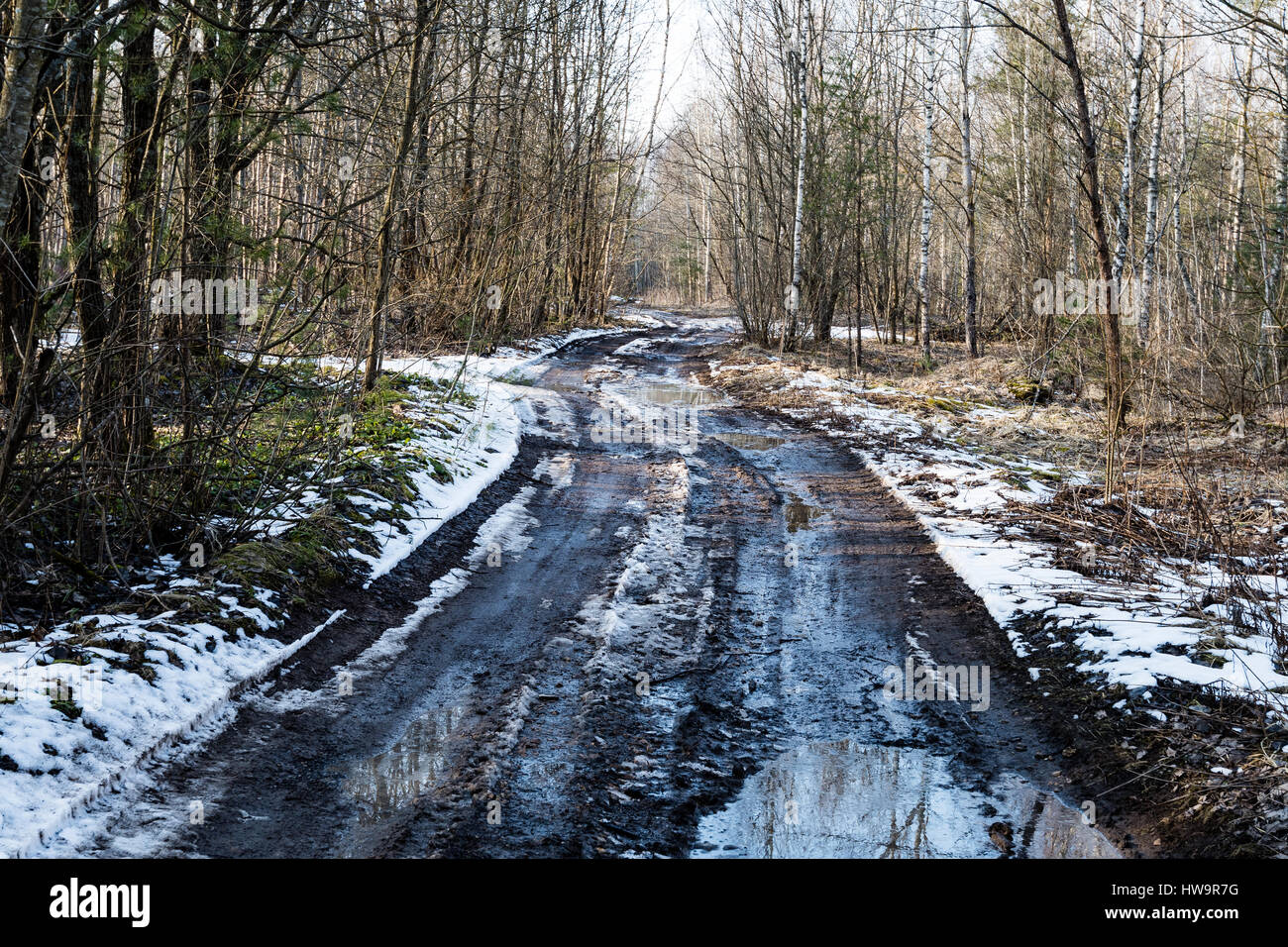 bad shaped country road in perspective in summer forest with trees and ...
