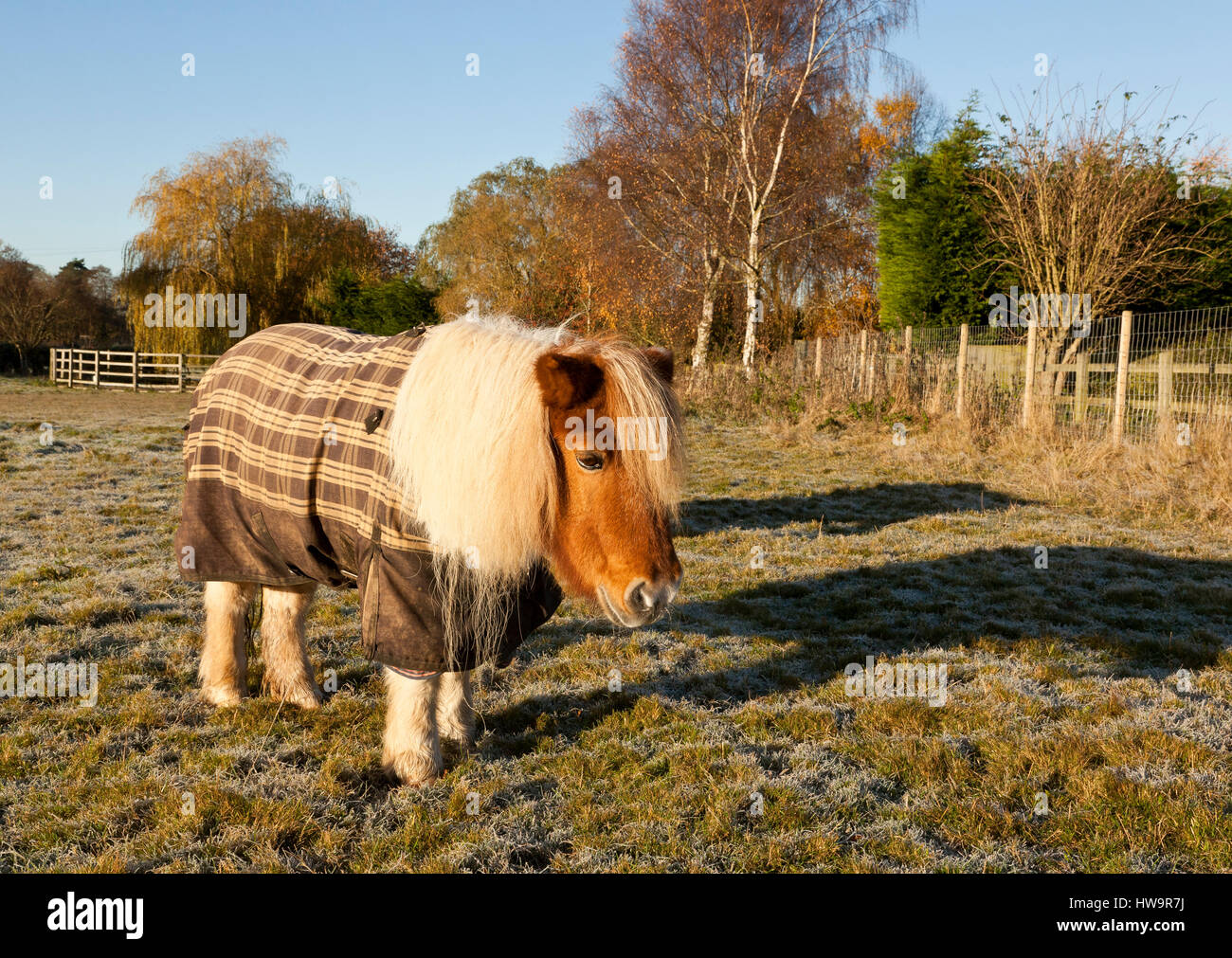 An elderly pony wearing a rug Stock Photo - Alamy