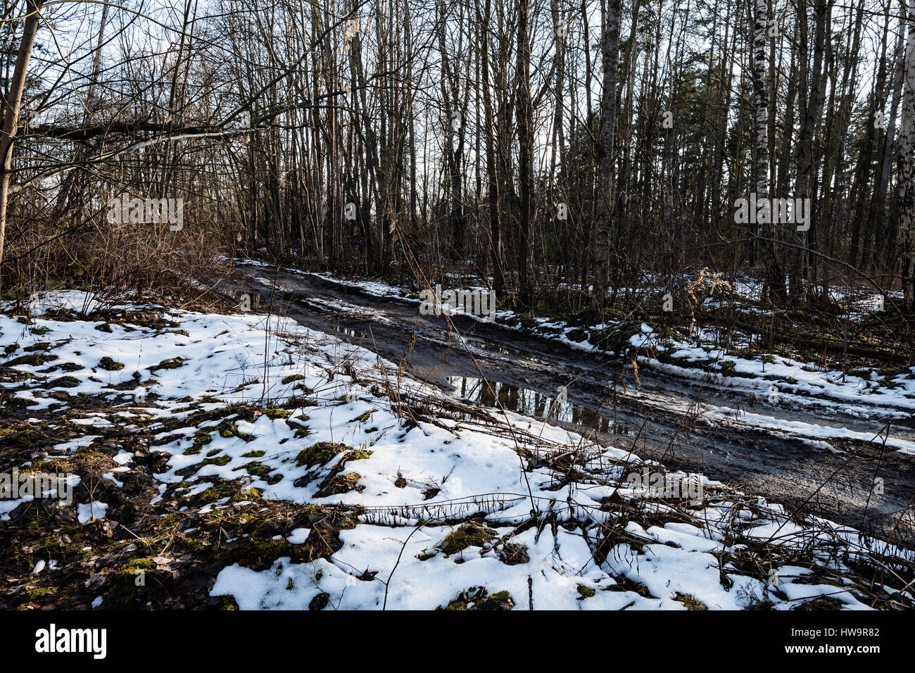 bad shaped country road in perspective in summer forest with trees and ...
