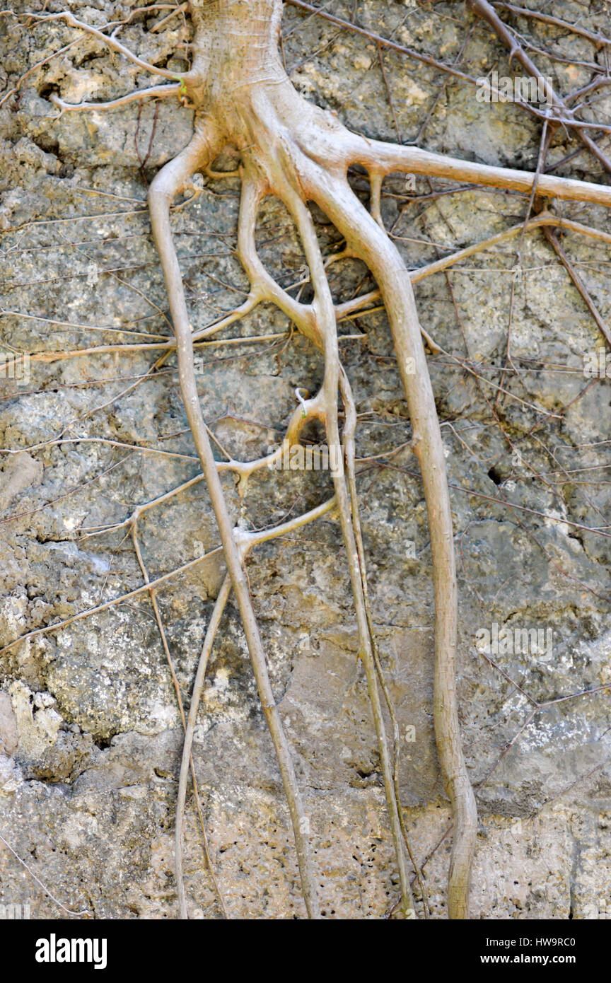 Root clumps of a shrub colonizing a stone wall in Kenya Stock Photo - Alamy