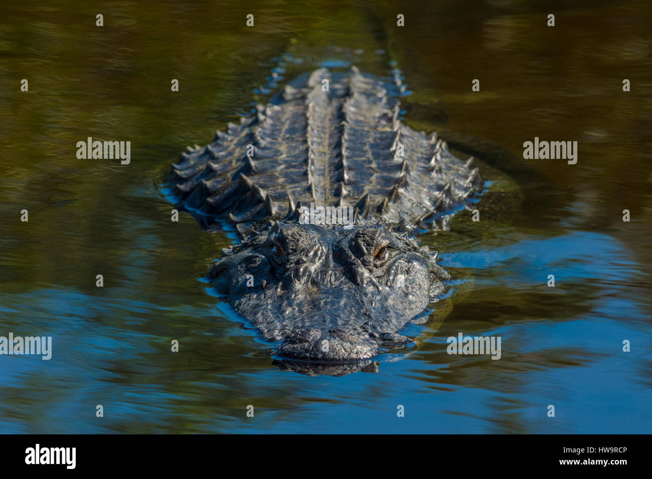 Alligator close front view swimming at you Stock Photo - Alamy