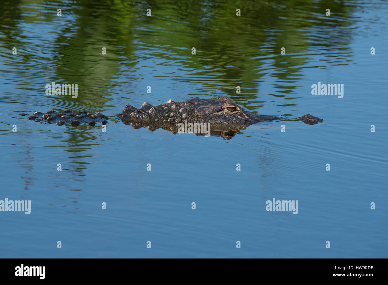 Alligator in the water side view Stock Photo - Alamy