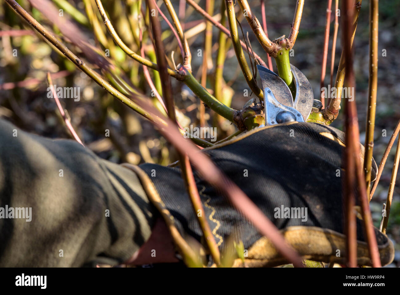 Gloved hand holding secateurs pruning cornus dogwood Stock Photo - Alamy
