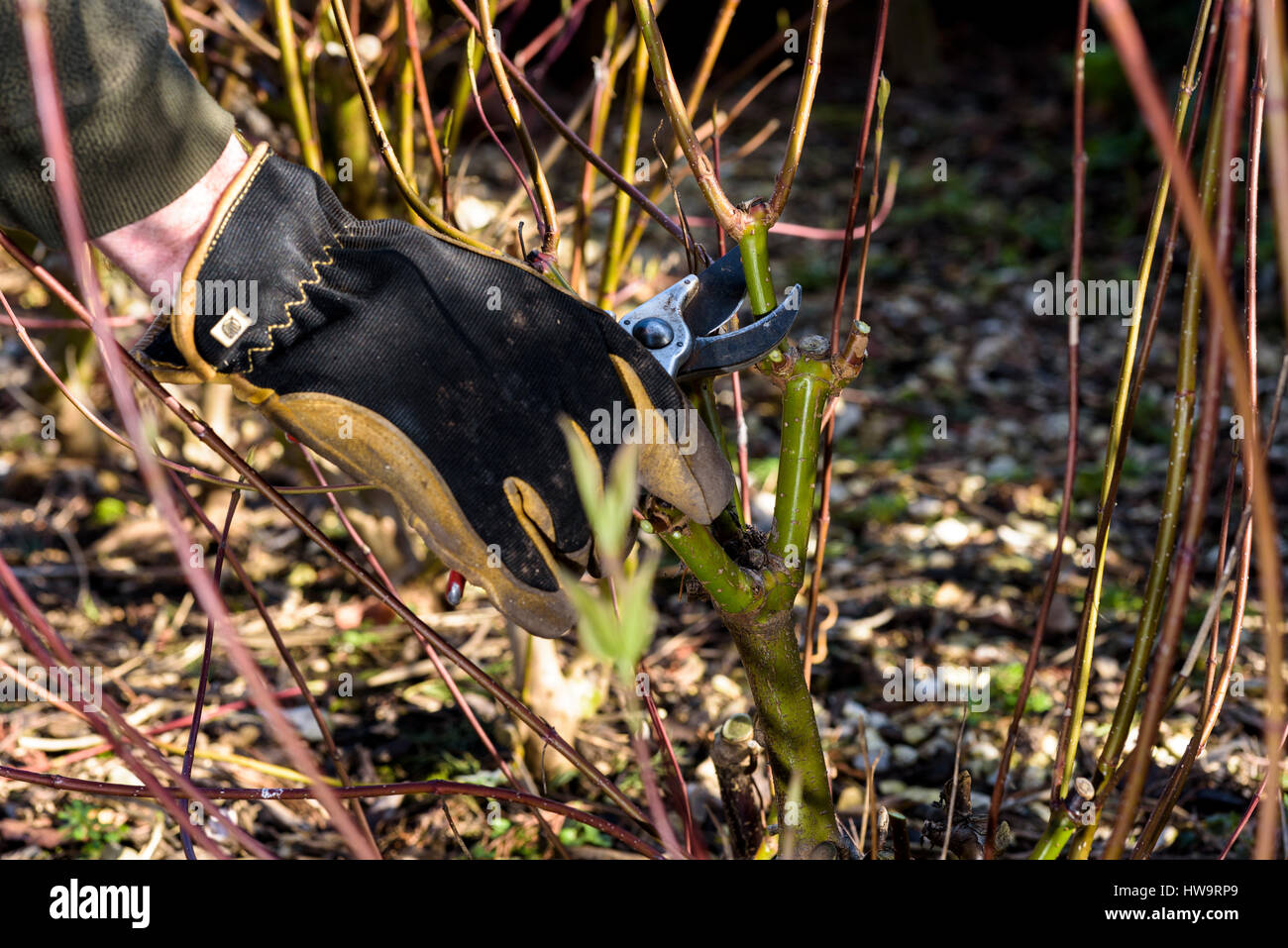Gloved hand holding secateurs pruning cornus dogwood Stock Photo - Alamy