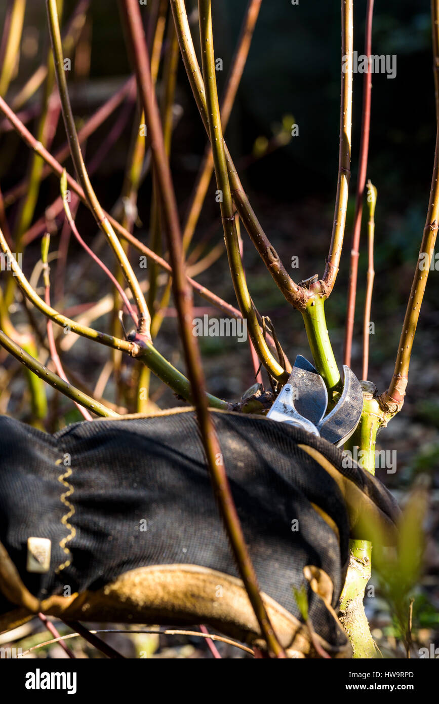 Gloved hand holding secateurs pruning cornus dogwood Stock Photo - Alamy