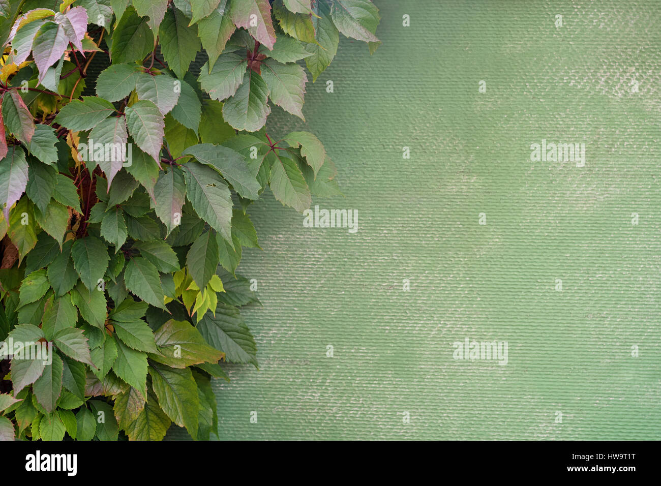 Wild Grape Vine High Resolution Stock Photography and Images - Alamy