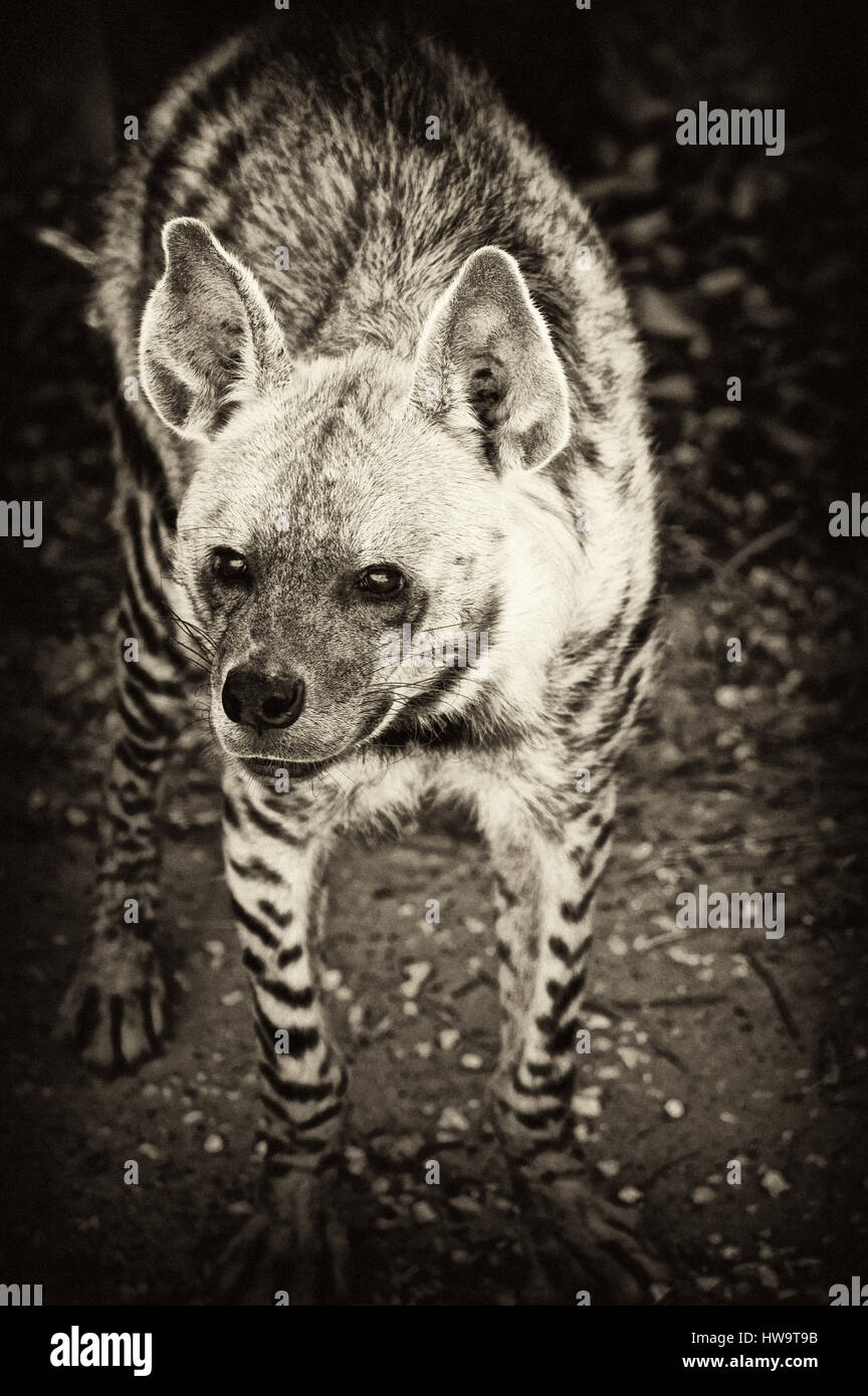 Pictures of striped hyena hi-res stock photography and images - Alamy