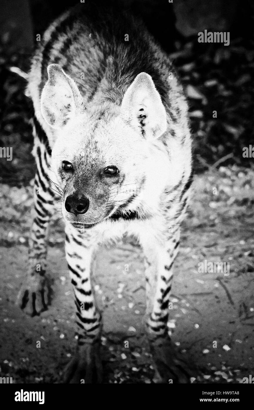 Striped hyena picture Black and White Stock Photos & Images - Alamy