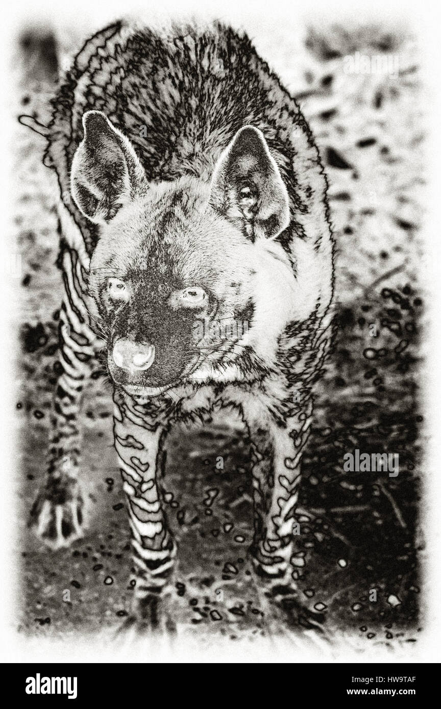 Pictures Of Striped Hyena High Resolution Stock Photography and Images ...