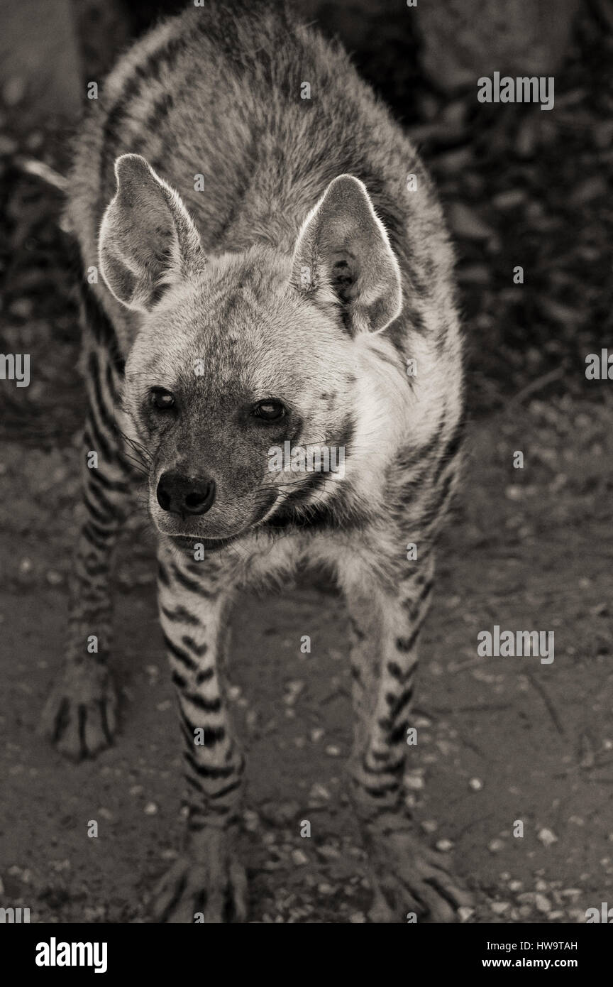 Illustrations hyenas hi-res stock photography and images - Alamy