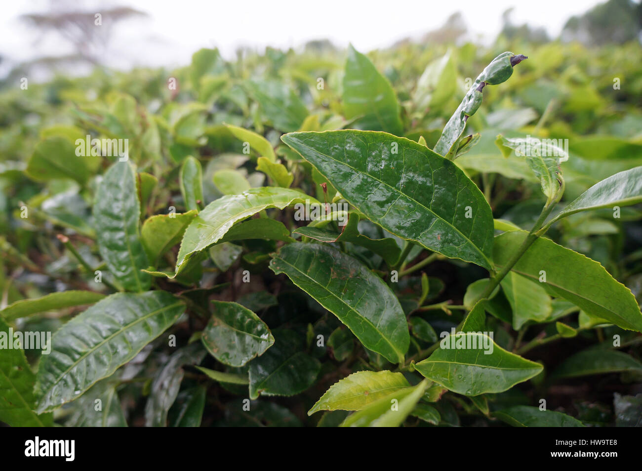 Kenya tea plants hi-res stock photography and images - Alamy