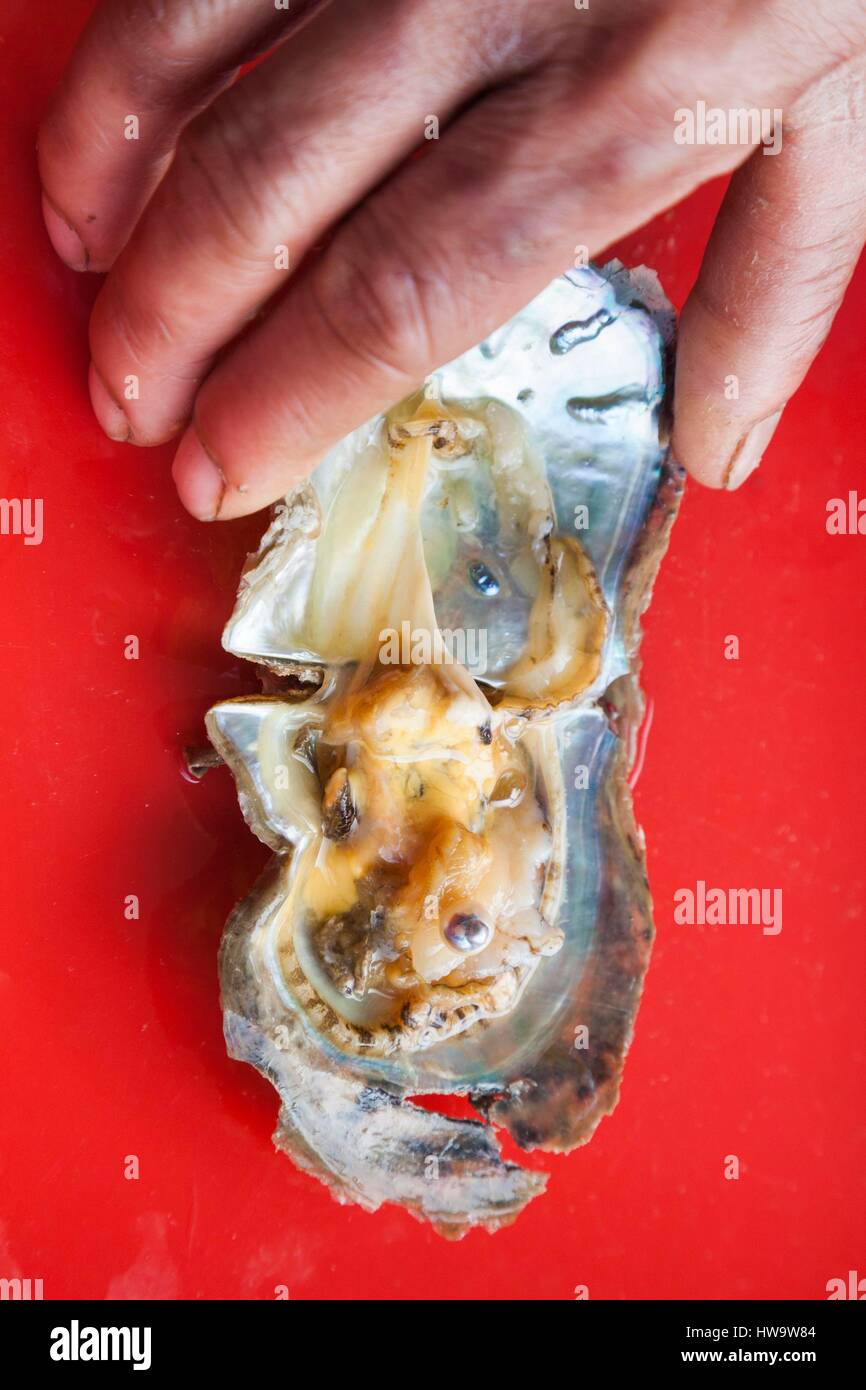 Pearl oyster farm hi-res stock photography and images - Alamy
