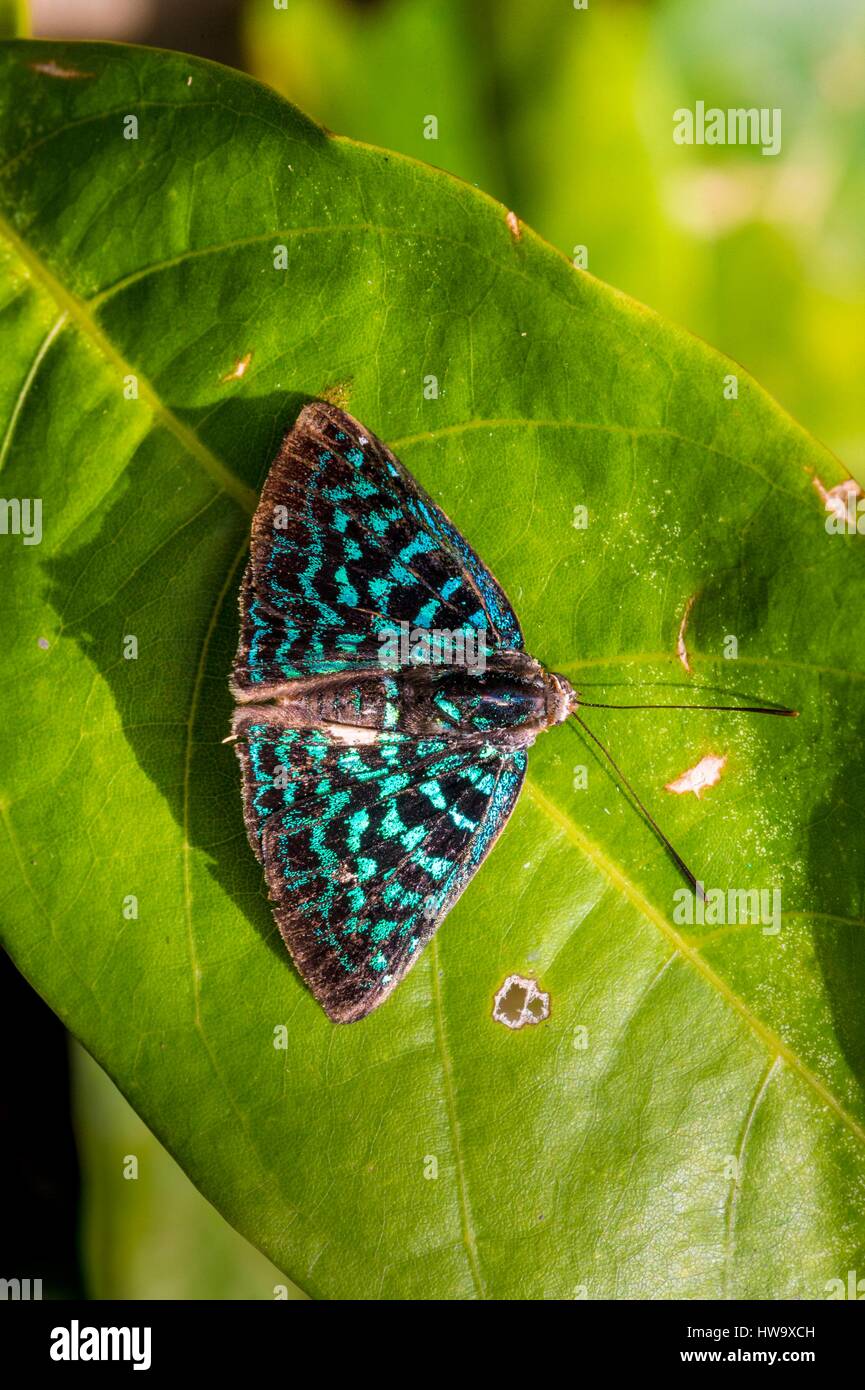 France, Guyana, French Guyana Amazonian Park, heart area, Mount Itoupe ...