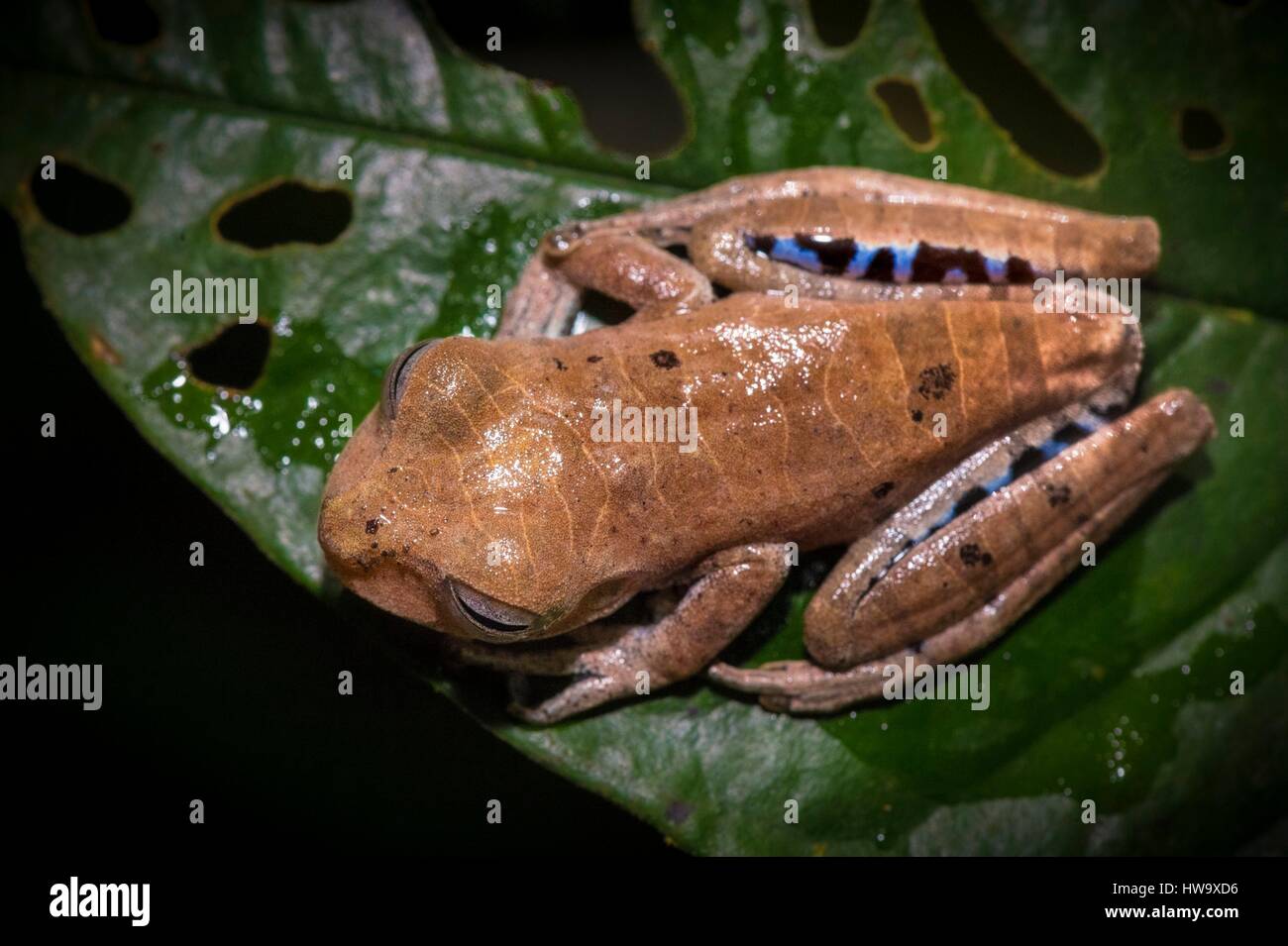 France, Guyana, French Guyana Amazonian Park, heart area, Mount Itoupe ...