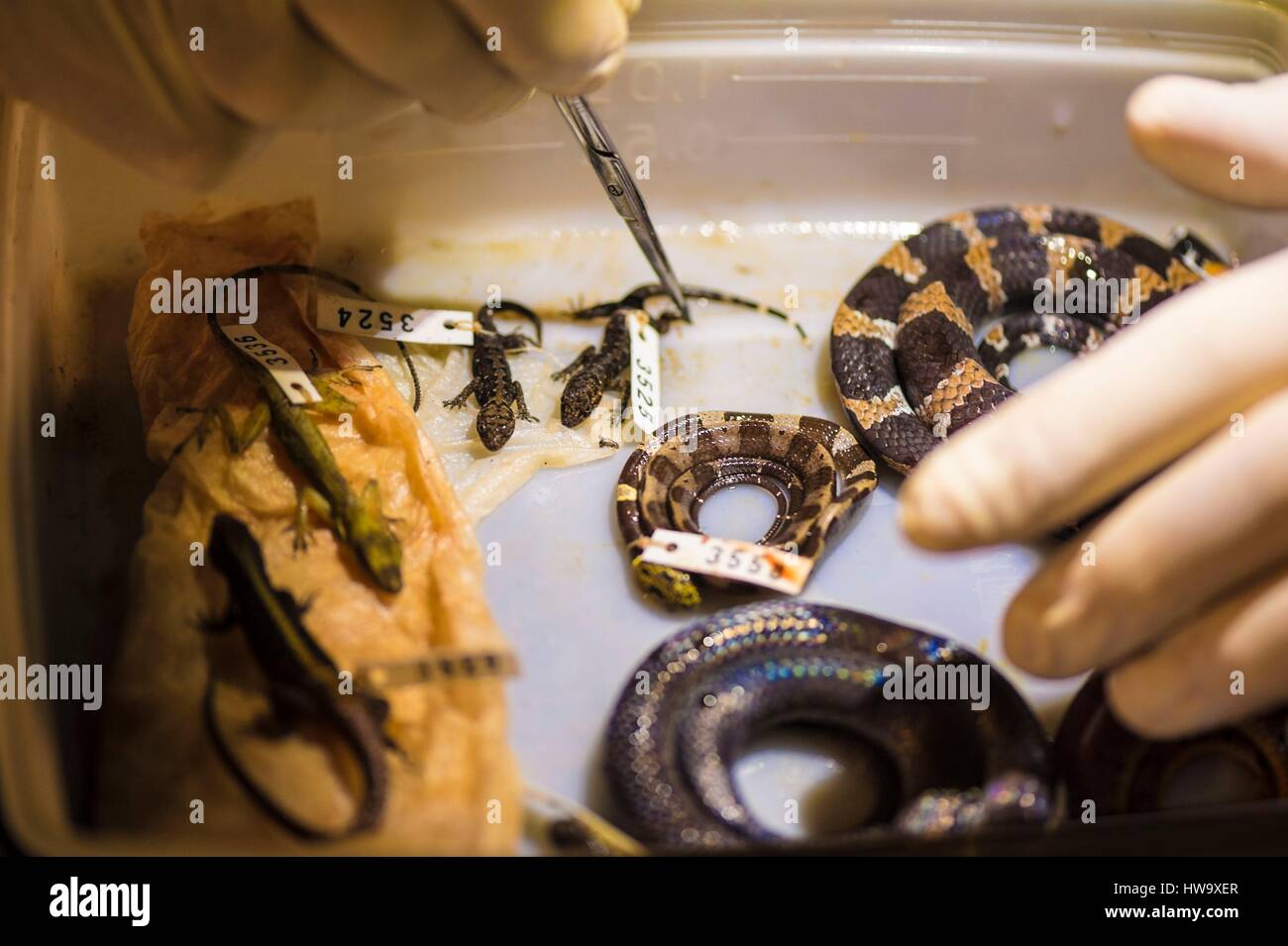 France, Guyana, French Guyana Amazonian Park, heart area, Mount Itoupe ...