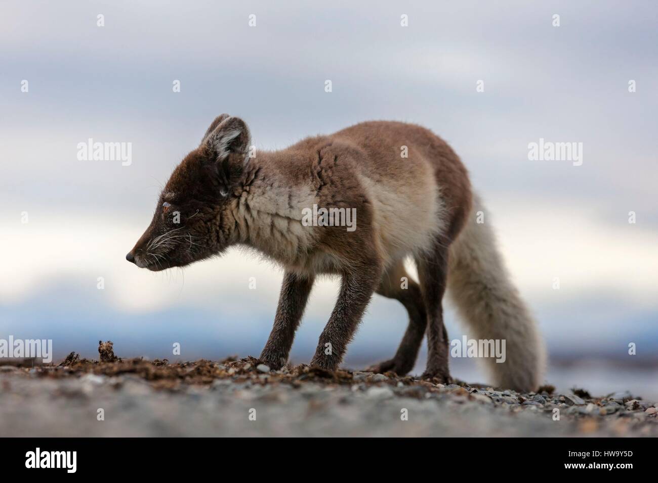 Norway arctic fox hi-res stock photography and images - Alamy