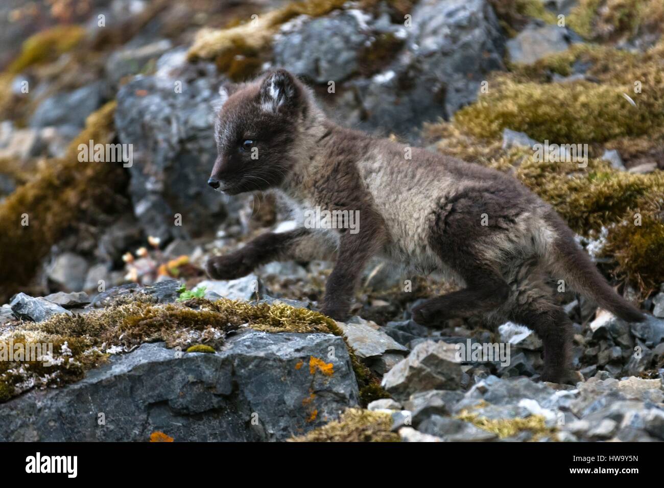 Norway arctic fox hi-res stock photography and images - Alamy