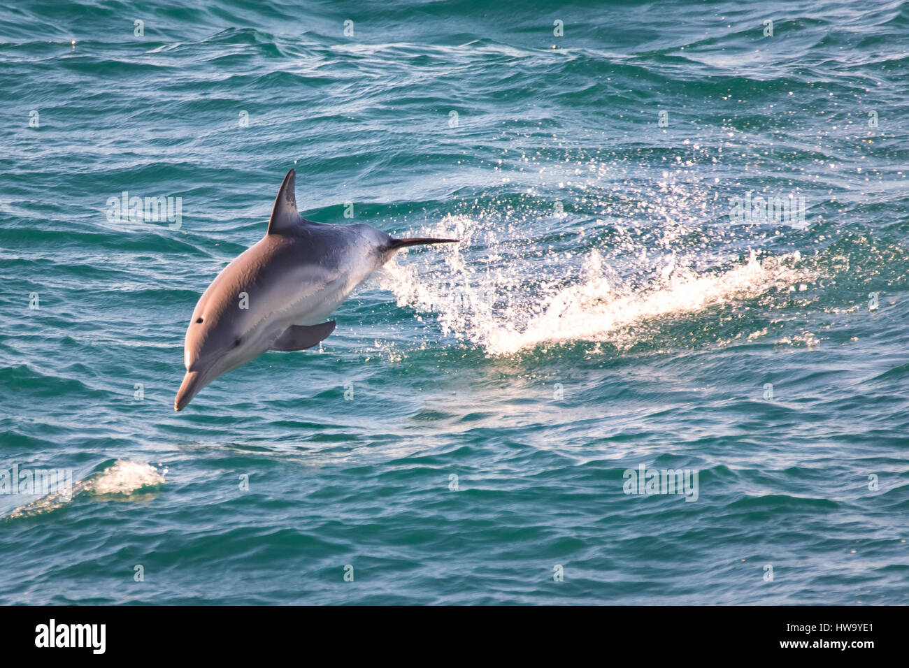 Australian dolphin hi-res stock photography and images - Alamy