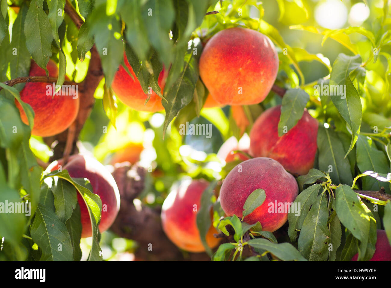 Freestone peaches hi-res stock photography and images - Alamy
