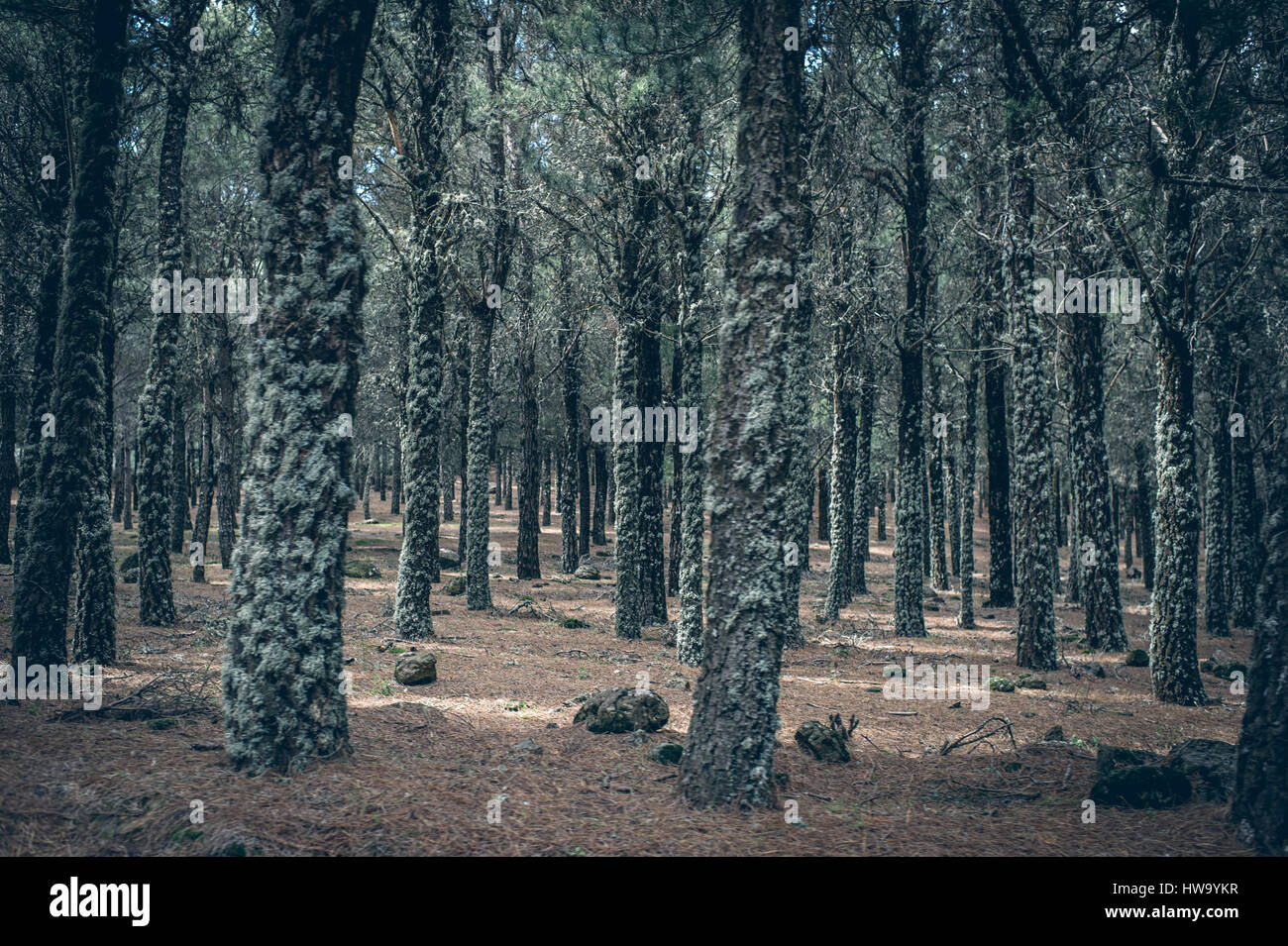 Moss covered forest in wilderness Gran Canaria, Canary Island, Spain ...