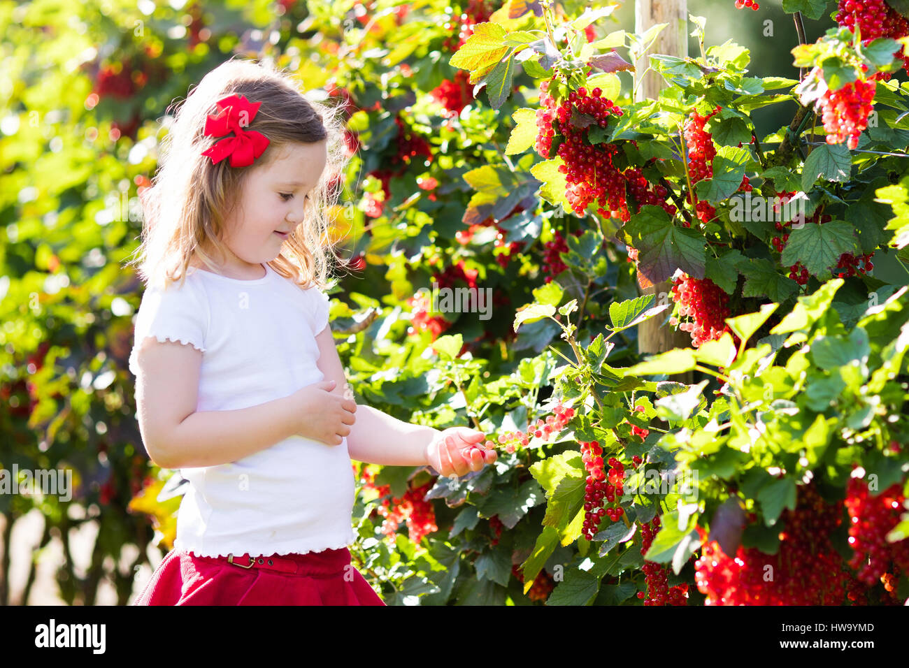 Little girl picking fresh ripe berry from red currant bush in sunny ...