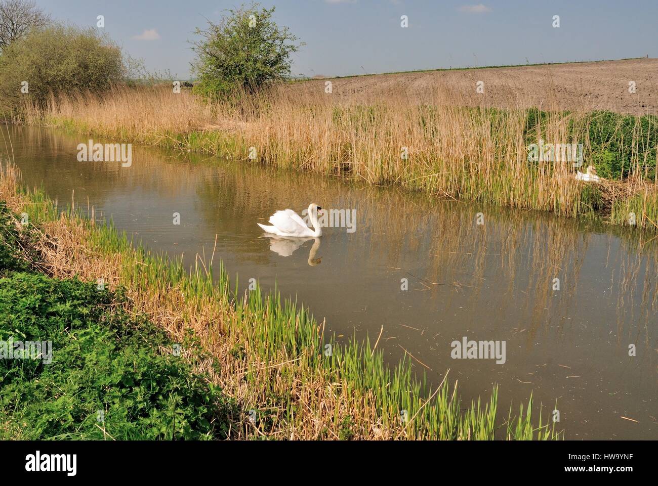 Birds defending nest hi-res stock photography and images - Alamy