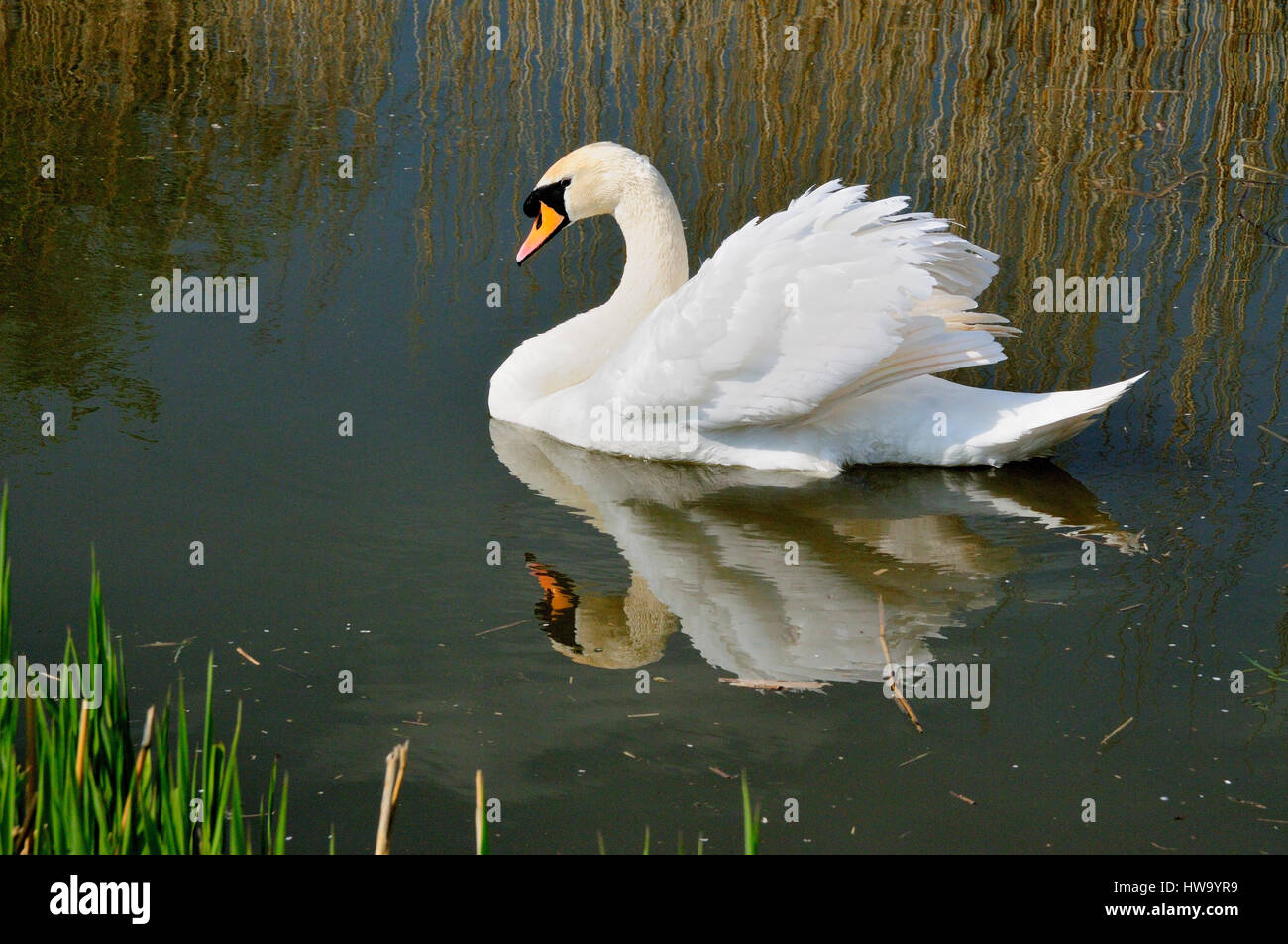 An adult mute swan in defensive mode, guarding its nest beside an ...
