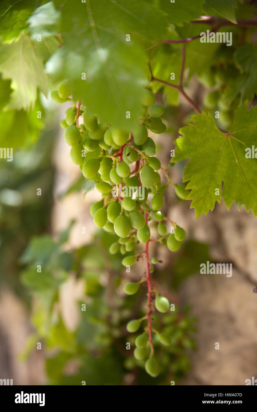 Close up of a bunch of young unripe grapes Stock Photo - Alamy