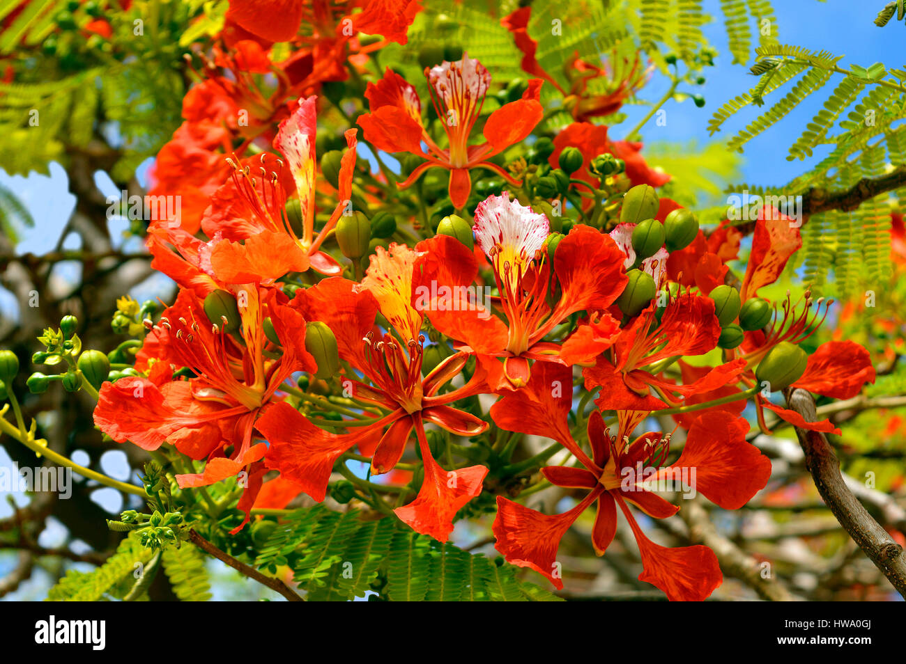 Flame of the forest tree Latin name Delonix regia Stock Photo - Alamy