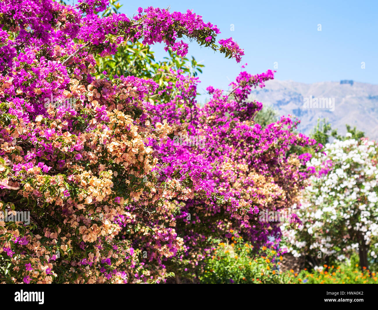 Mount etna and flowers High Resolution Stock Photography and Images - Alamy