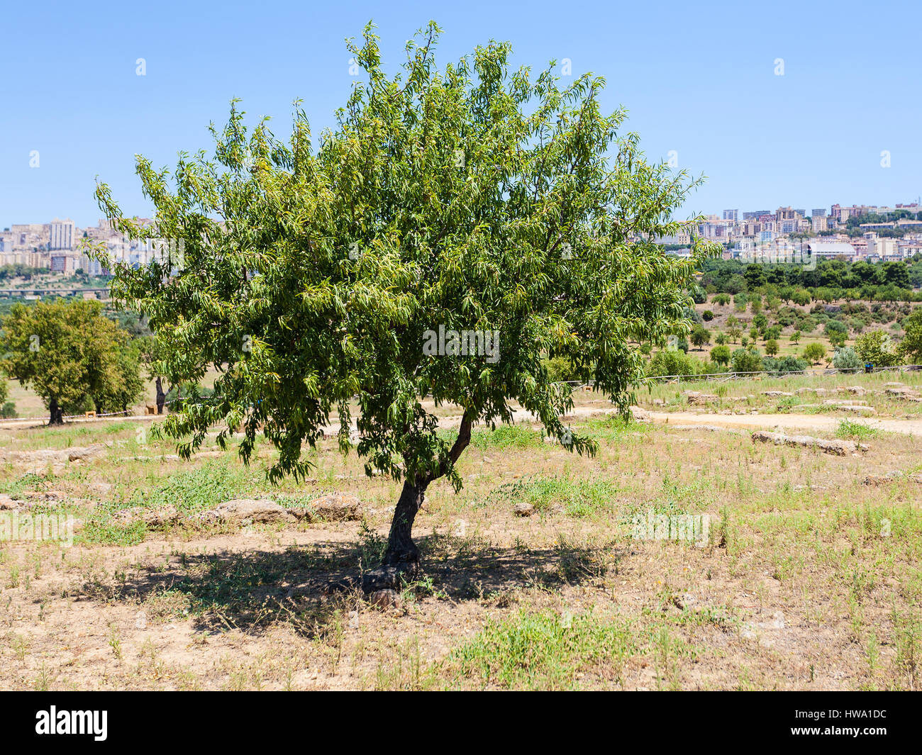 Agrigento town hi-res stock photography and images - Alamy