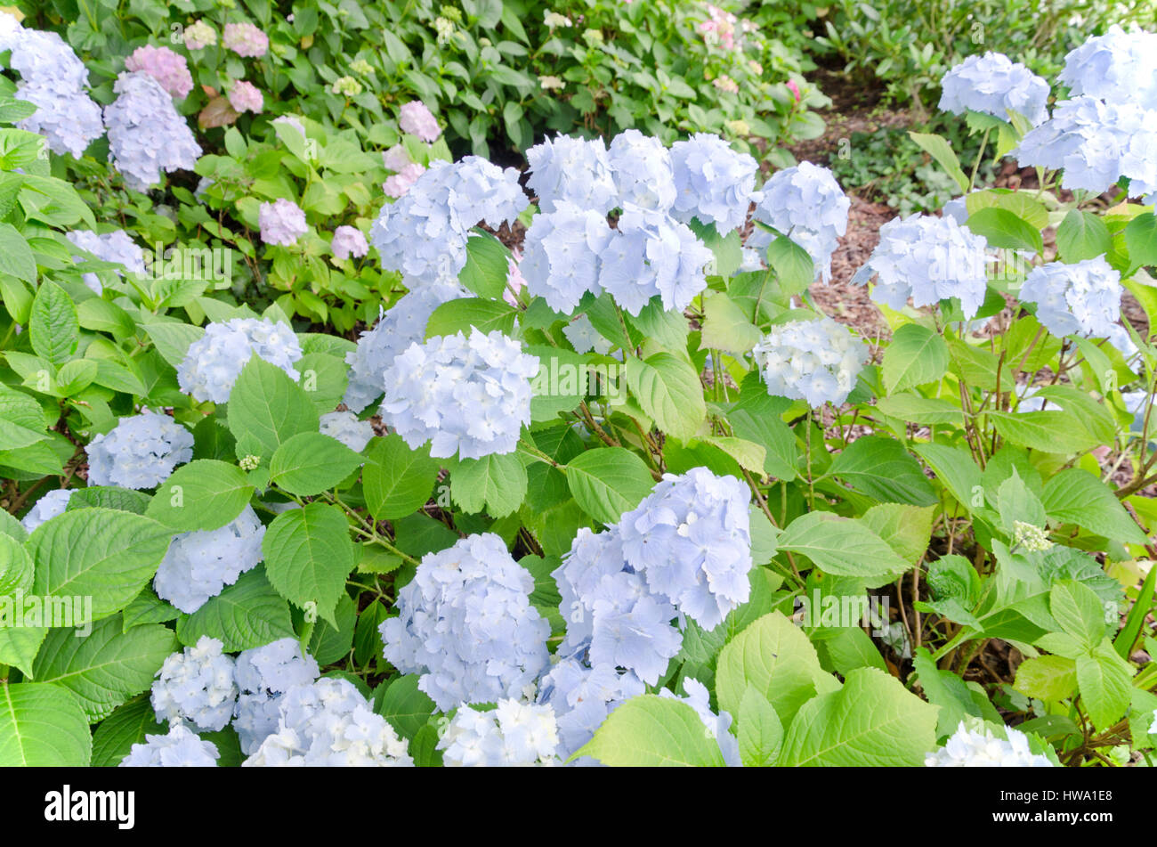 Light blue hydrangea hi-res stock photography and images - Alamy