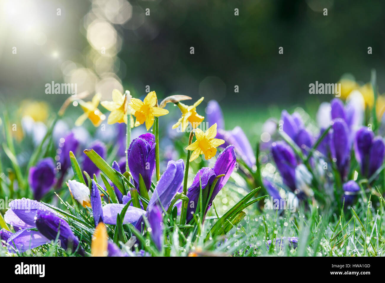 Spring flowers meadow hi-res stock photography and images - Alamy