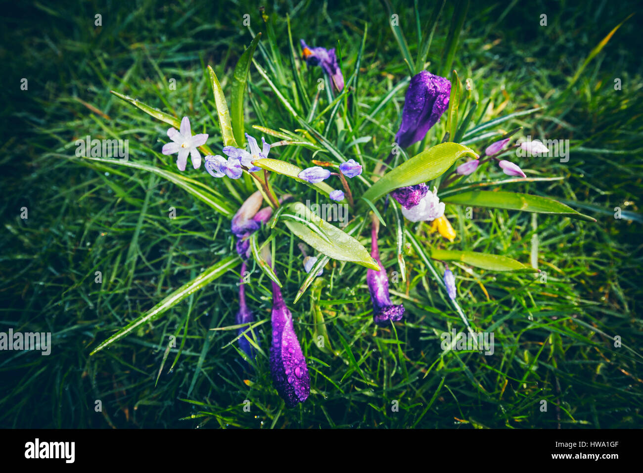 Bundle of Wild Spring Flowers on Green Grass Background Stock Photo - Alamy