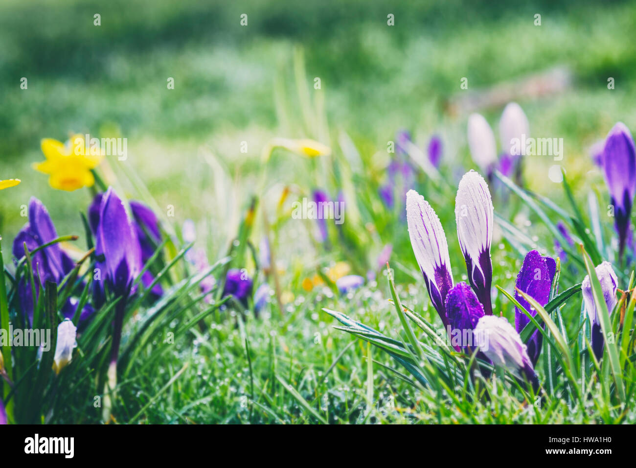 Colourful Spring Flowers on Wet Green Grass Stock Photo - Alamy