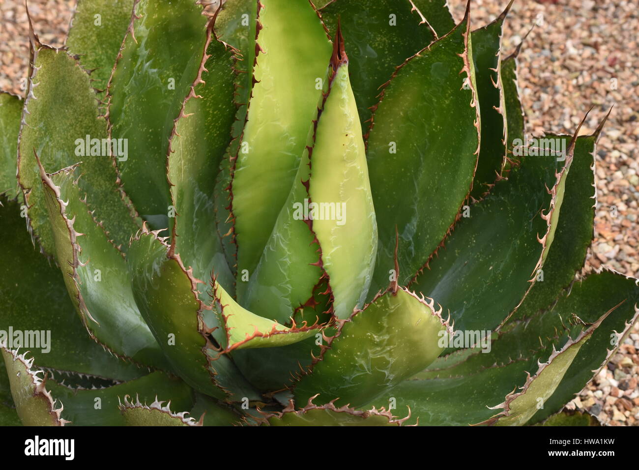 Avage hi-res stock photography and images - Alamy