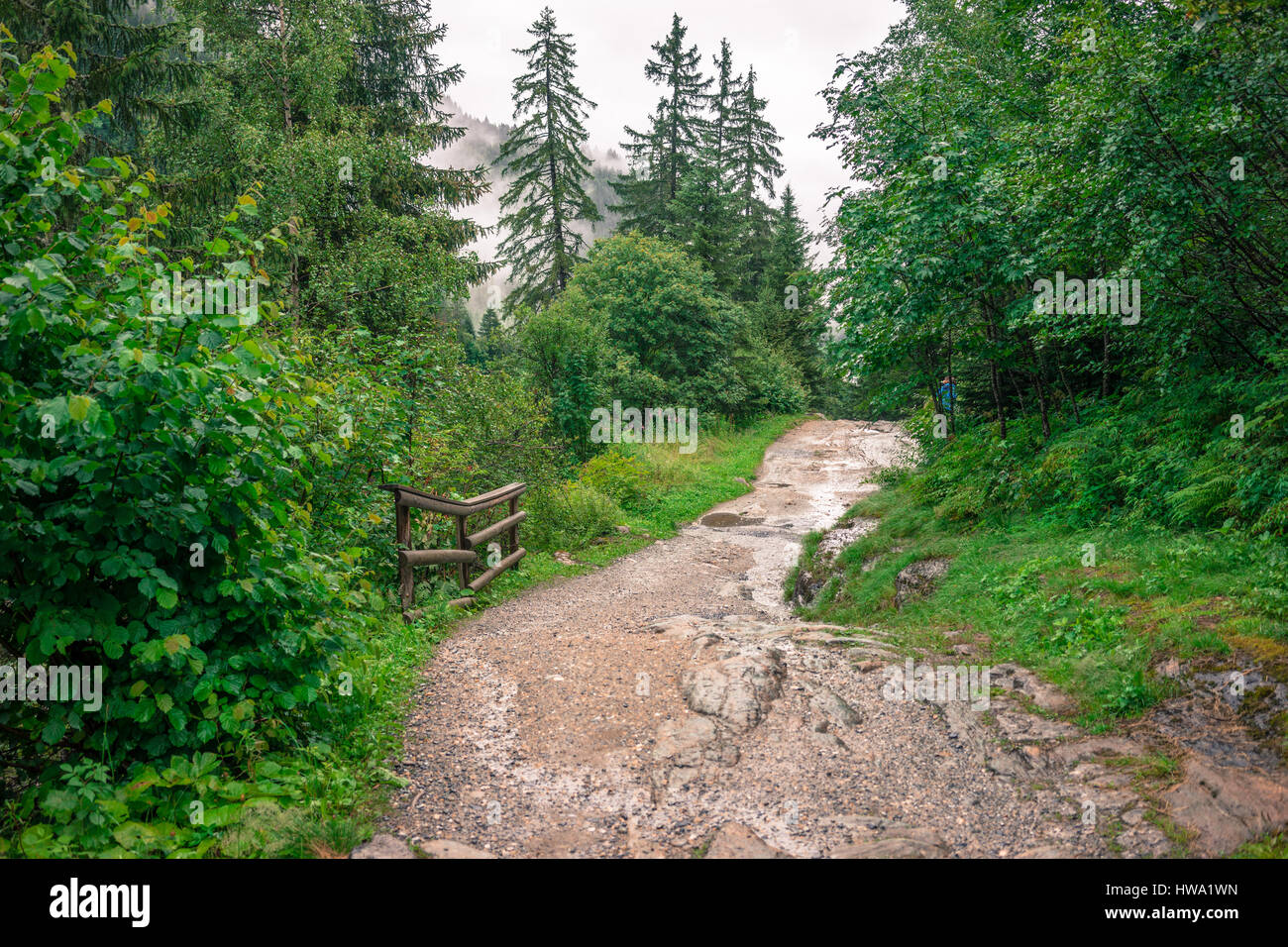 Forested path in the alps along the Tour du Mont Blanc hiking trail ...