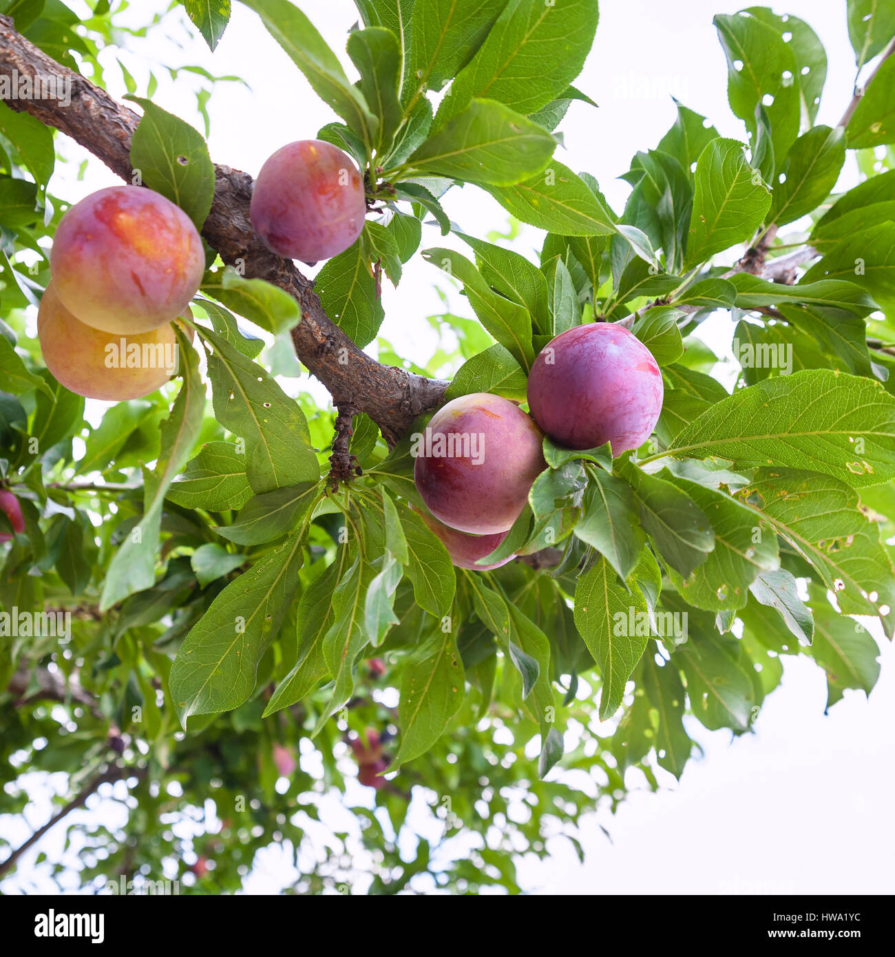 Italian plum orchard hi-res stock photography and images - Alamy
